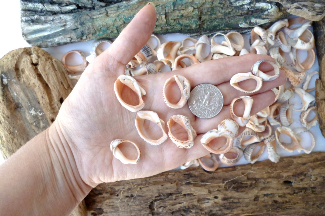 Sea Shells Bulk 25-75 Set Raw Natural Sea Shell Center Jewelry - Etsy