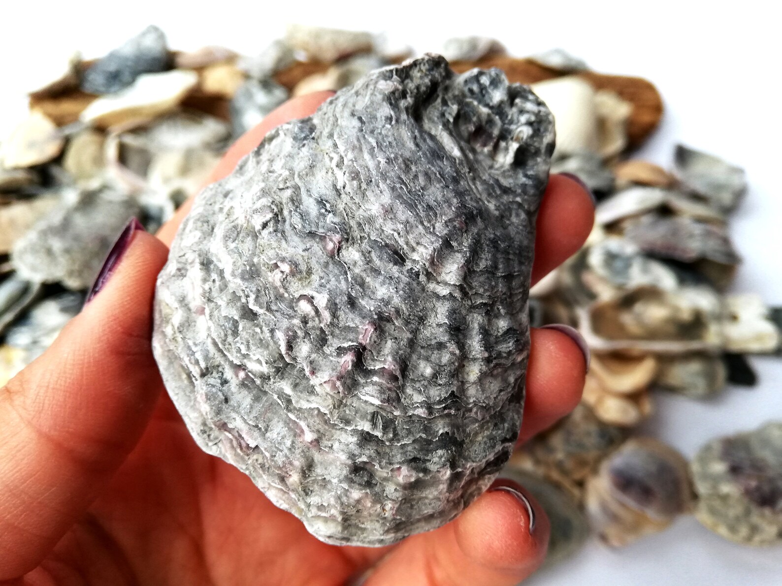 Bulk Antique Sea Shells Lot 20-80 Set Raw Old Seashell Genuine - Etsy