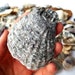 Sea Shells Bulk 50-150 Set Raw Genuine Seashell Spiral Innards Jewelry ...