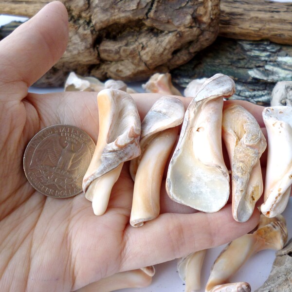 Seashell Bulk - Etsy