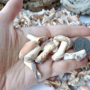 Sea Shells Bulk 50-150 Set Raw Genuine Seashell Spiral Innards Jewelry ...