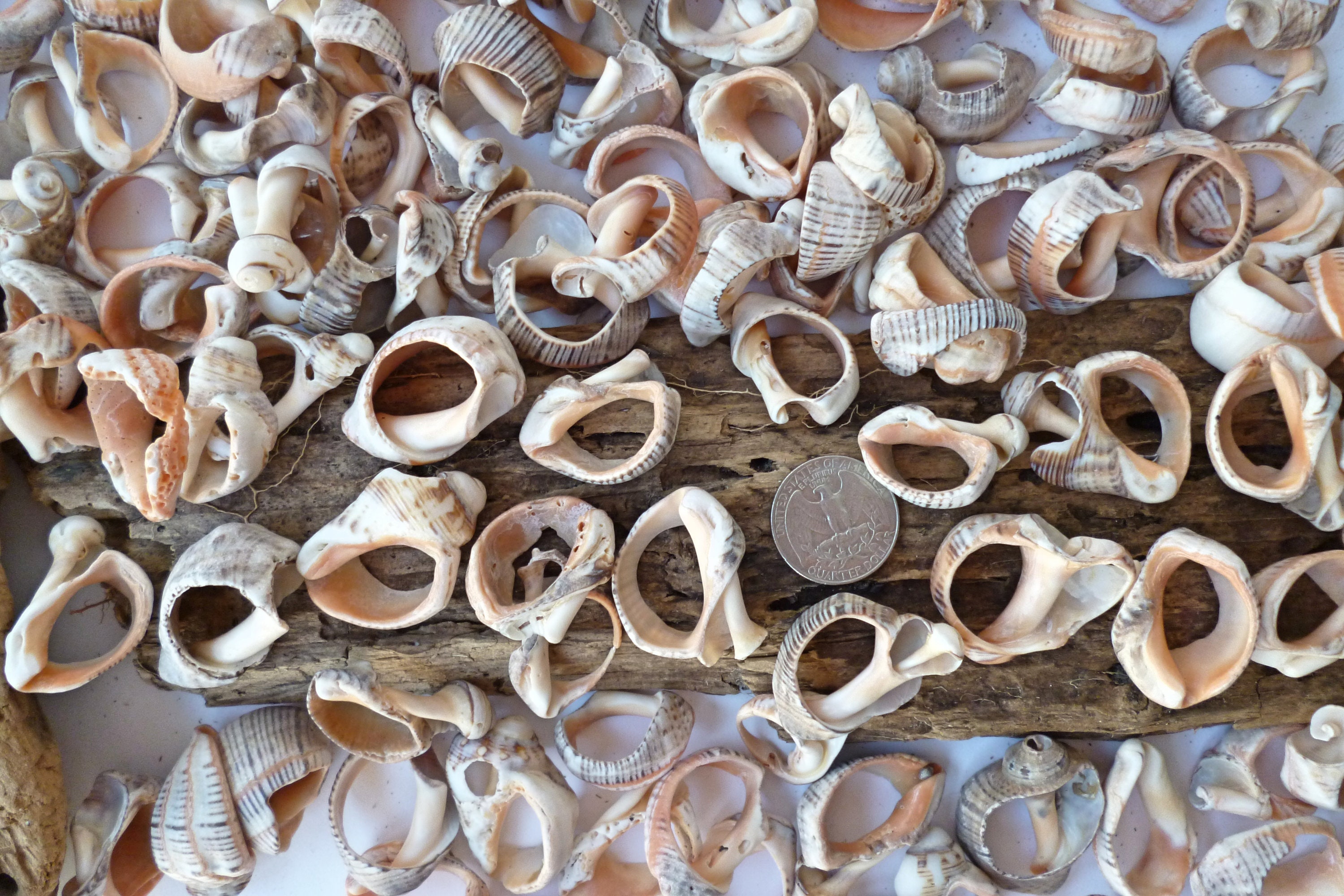 Sea Shells Bulk 25-75 Set Raw Natural Sea Shell Center Jewelry - Etsy
