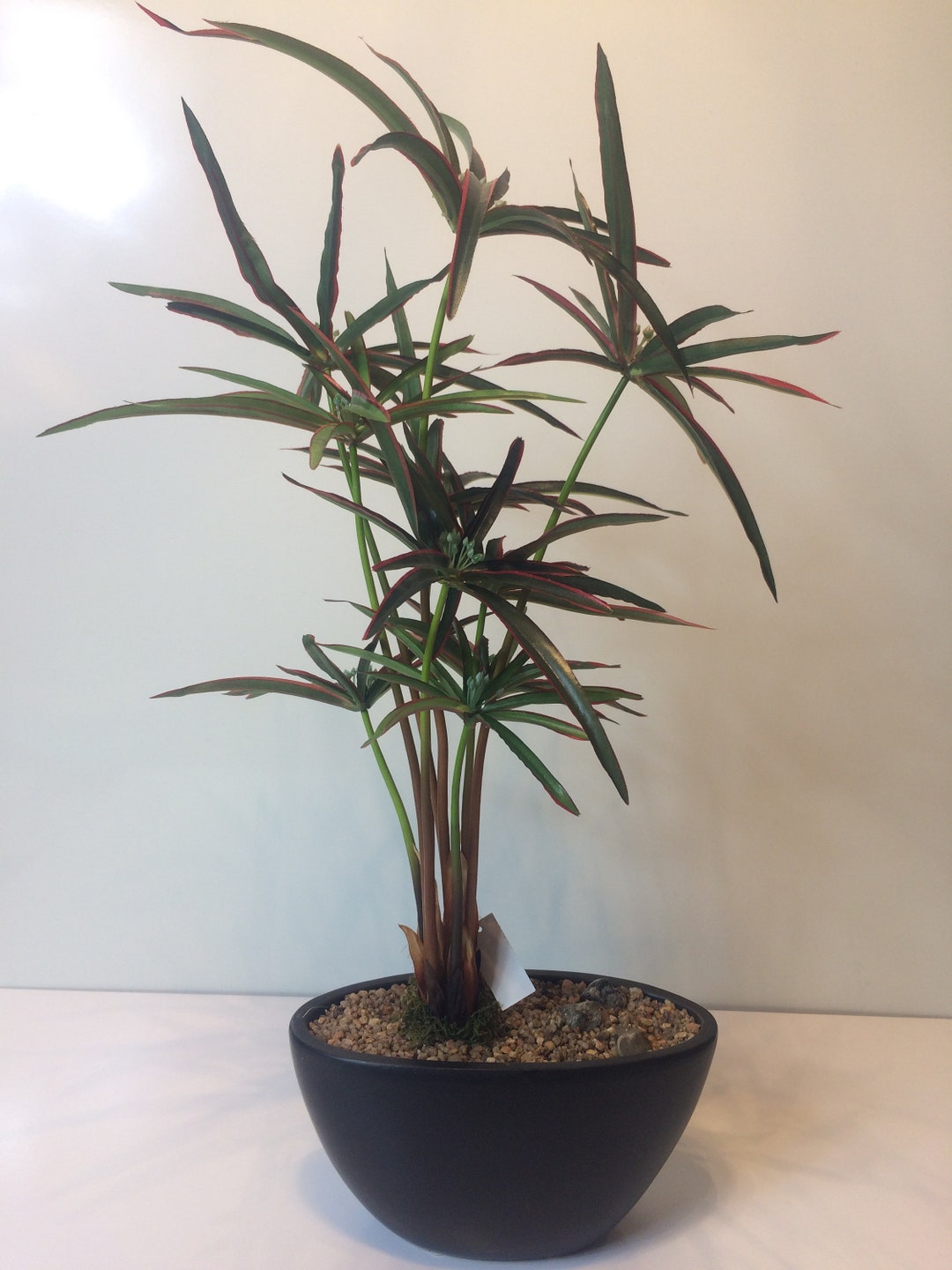 Cyperus Plant in Ceramic Pot 9"lx7"wx21"h SKU: VS021619 - Etsy