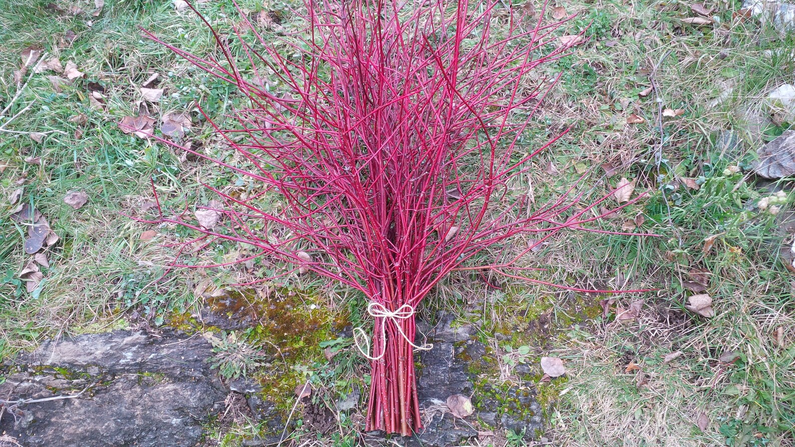 Bundle of Red Dogwood Twigs,branches,floral,arrangement,wall Art,rustic ...