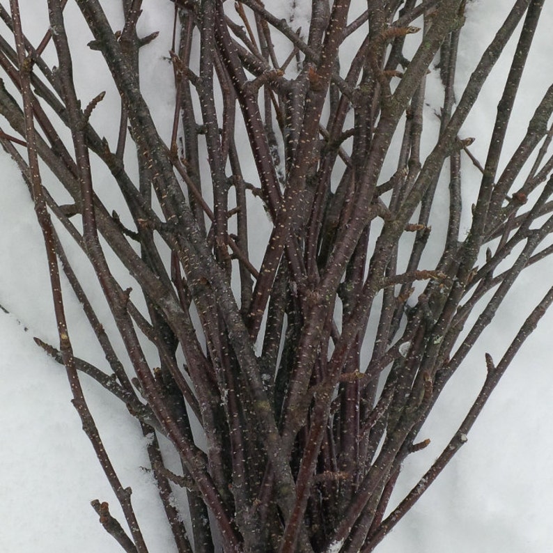 Bundle of Birch Twigs,birch Tree,birch Branches,white Birch,arrangement ...