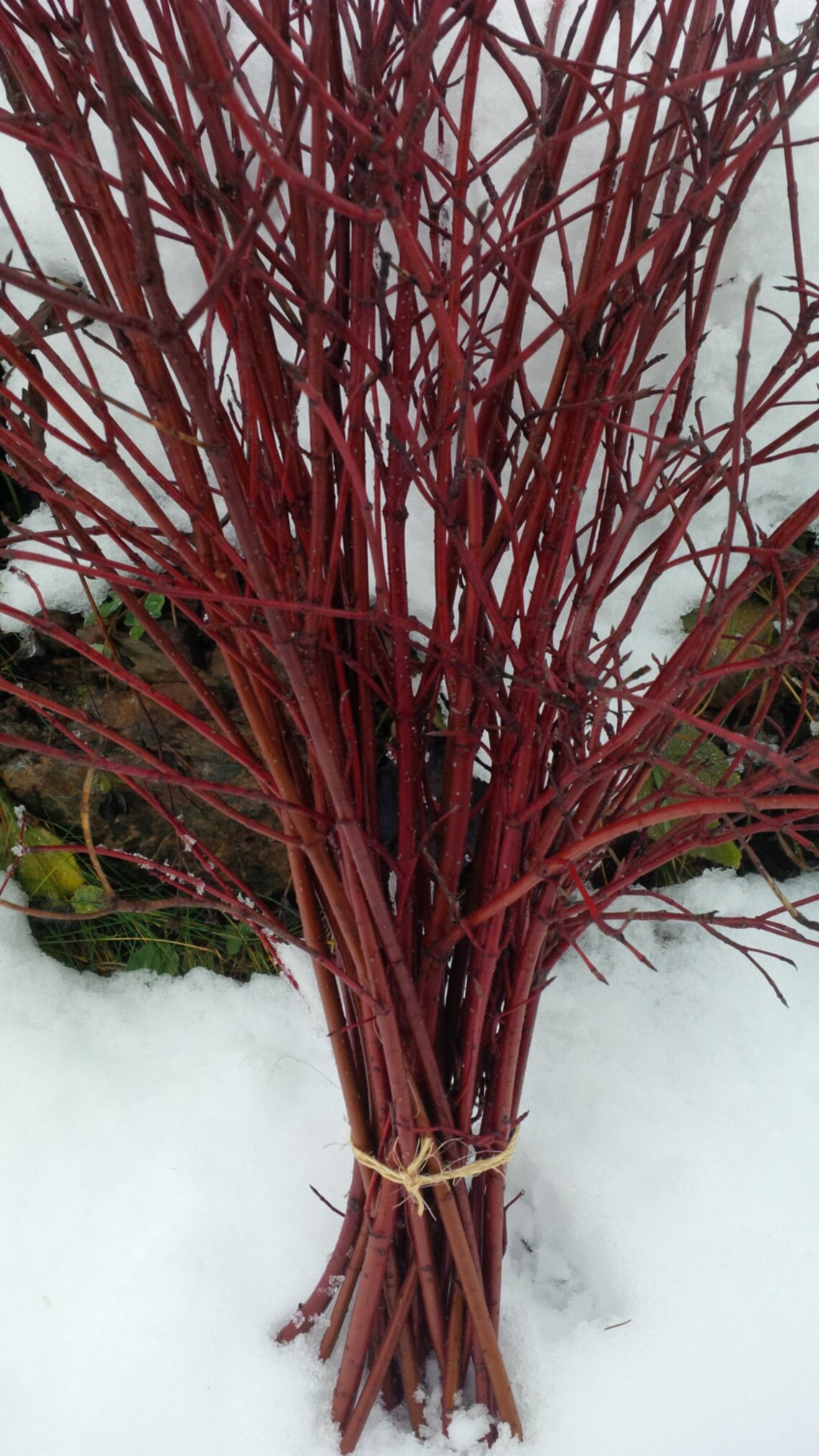 Bundle of Red Dogwood Twigs,branches,floral,arrangement,wall Art,rustic ...