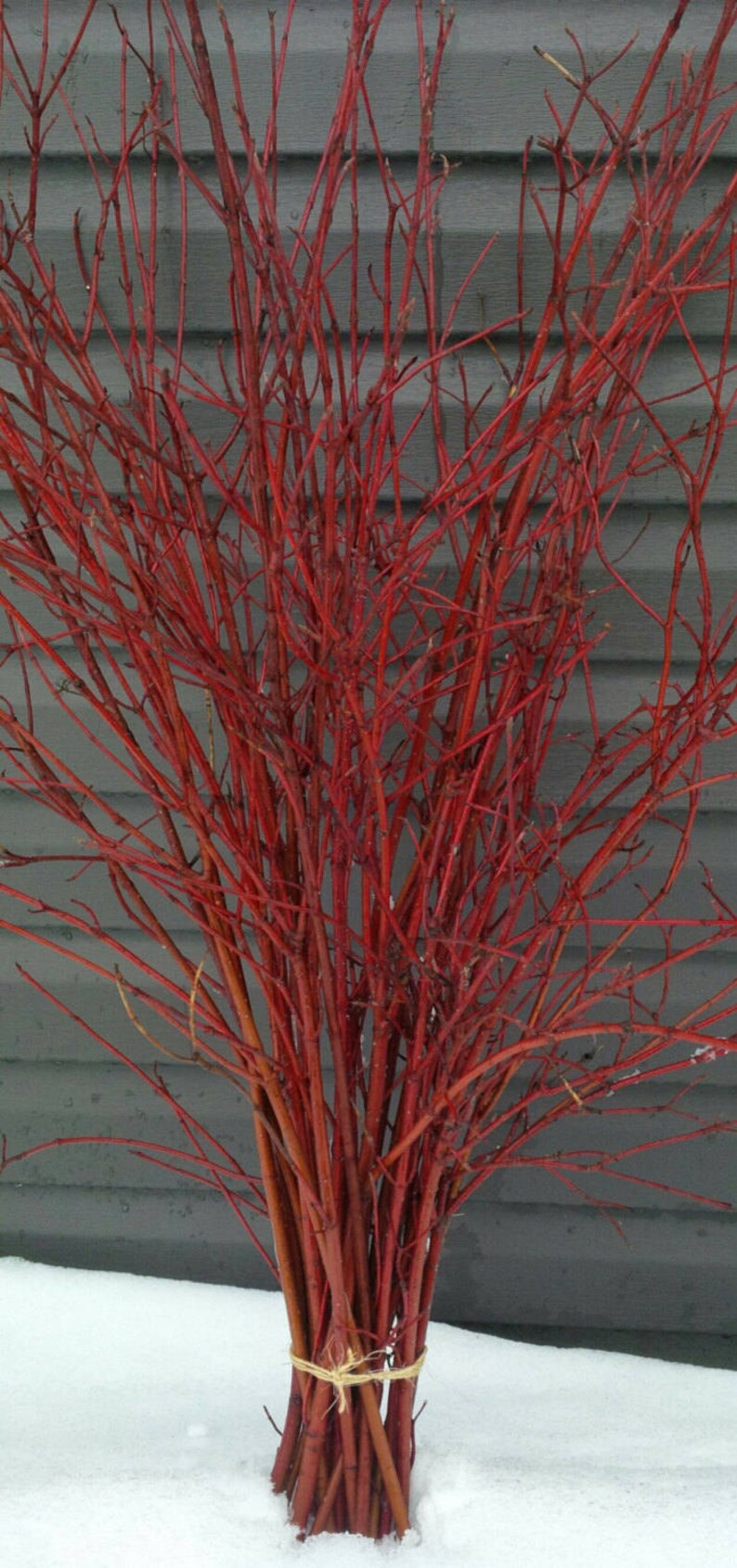 Bundle of Red Dogwood Twigs,branches,floral,arrangement,wall Art,rustic ...