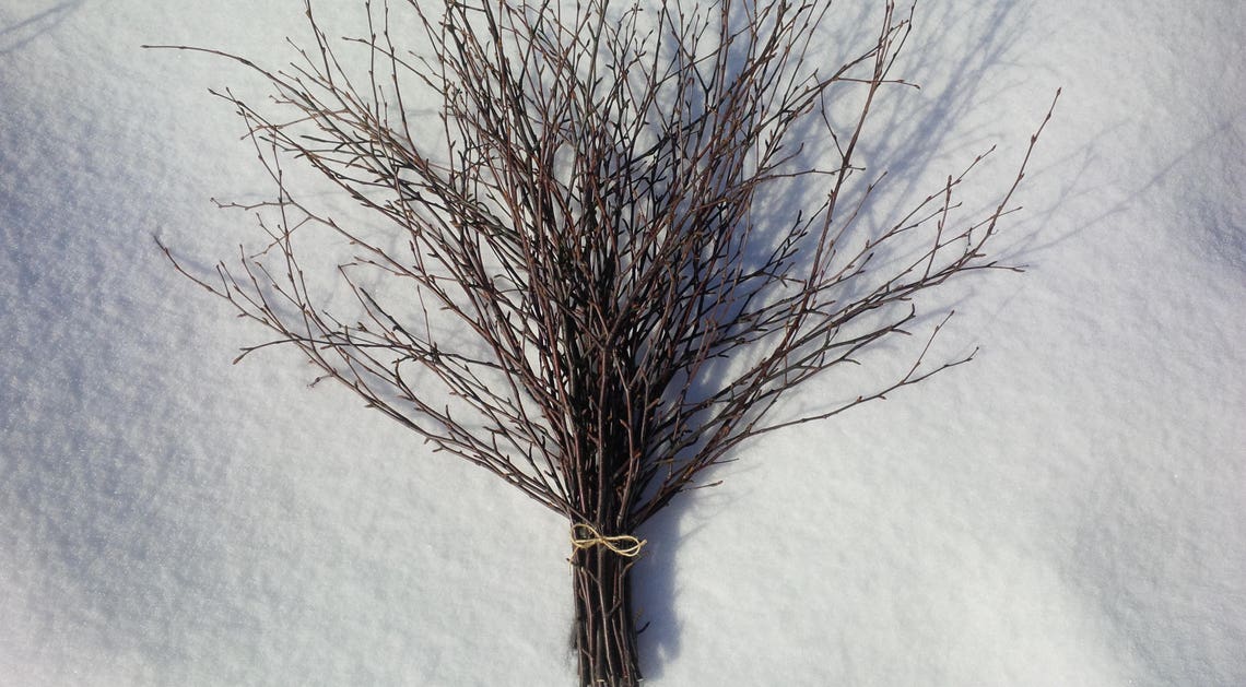 Bundle of Birch Twigs,birch Tree,birch Branches,white Birch,arrangement ...