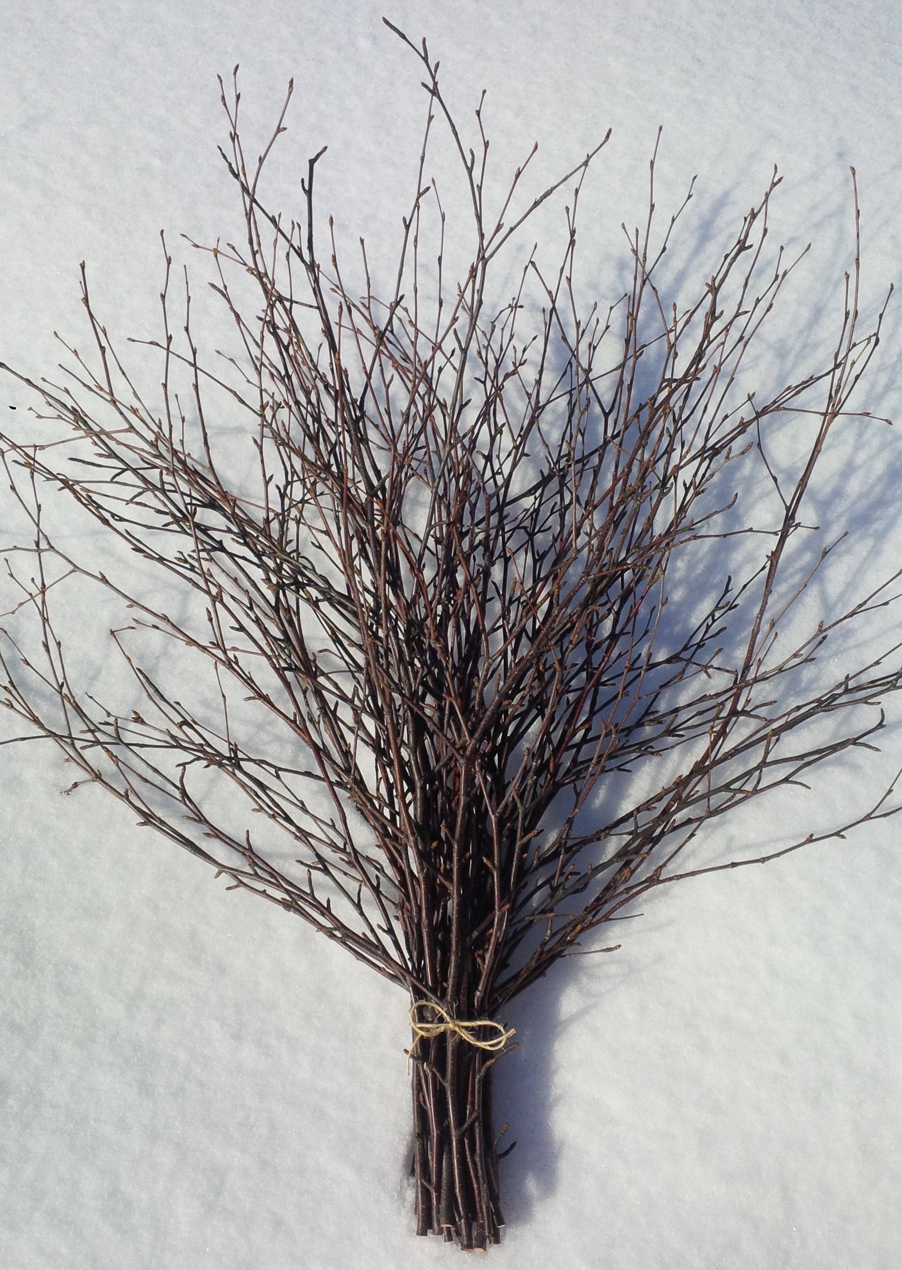 Bundle of Birch Twigs,birch Tree,birch Branches,white Birch,arrangement ...