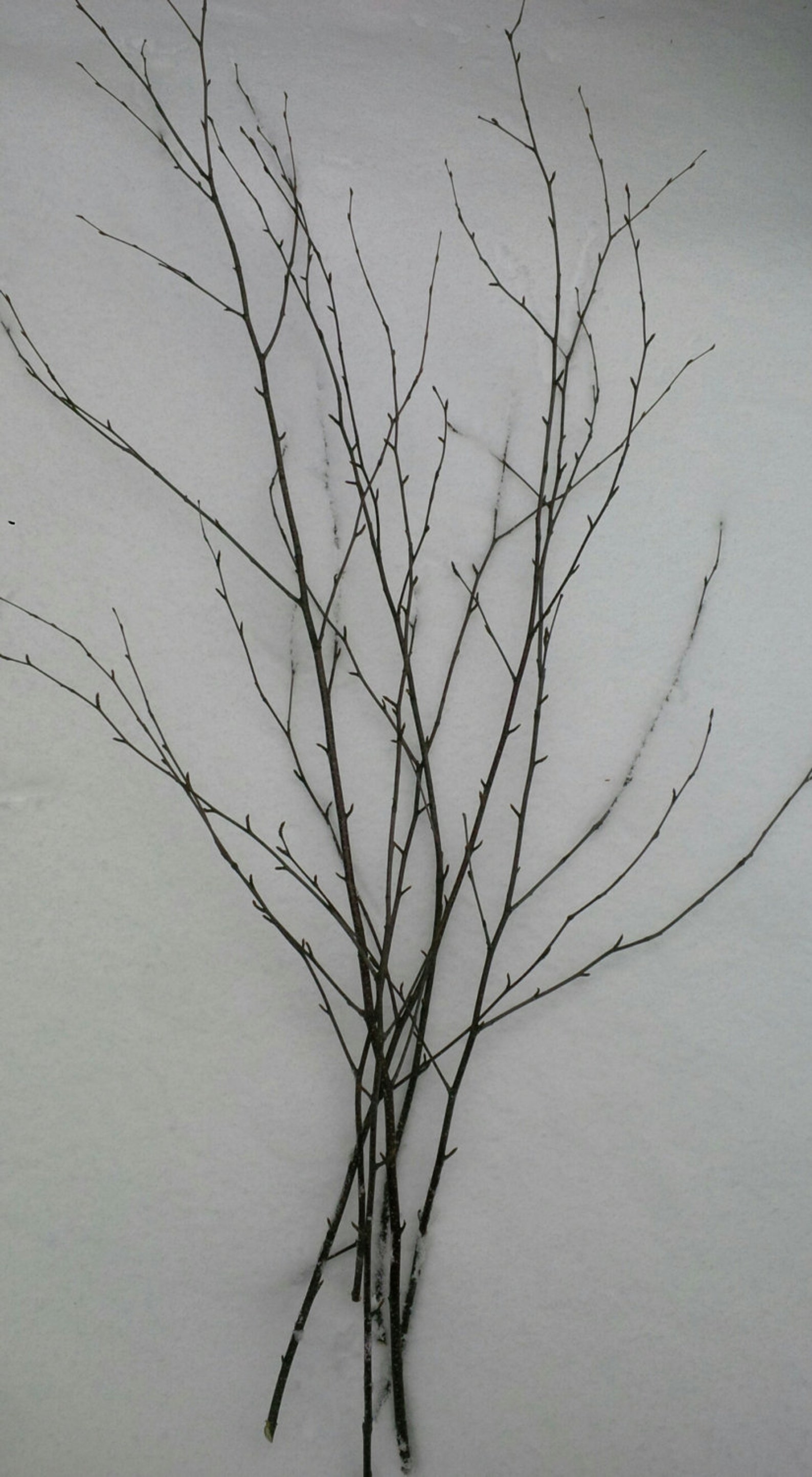 Bundle of Birch Twigs,birch Tree,birch Branches,white Birch,arrangement ...