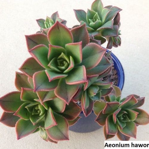 Aeonium Haworthii / 20 Seeds pinwheel | Etsy