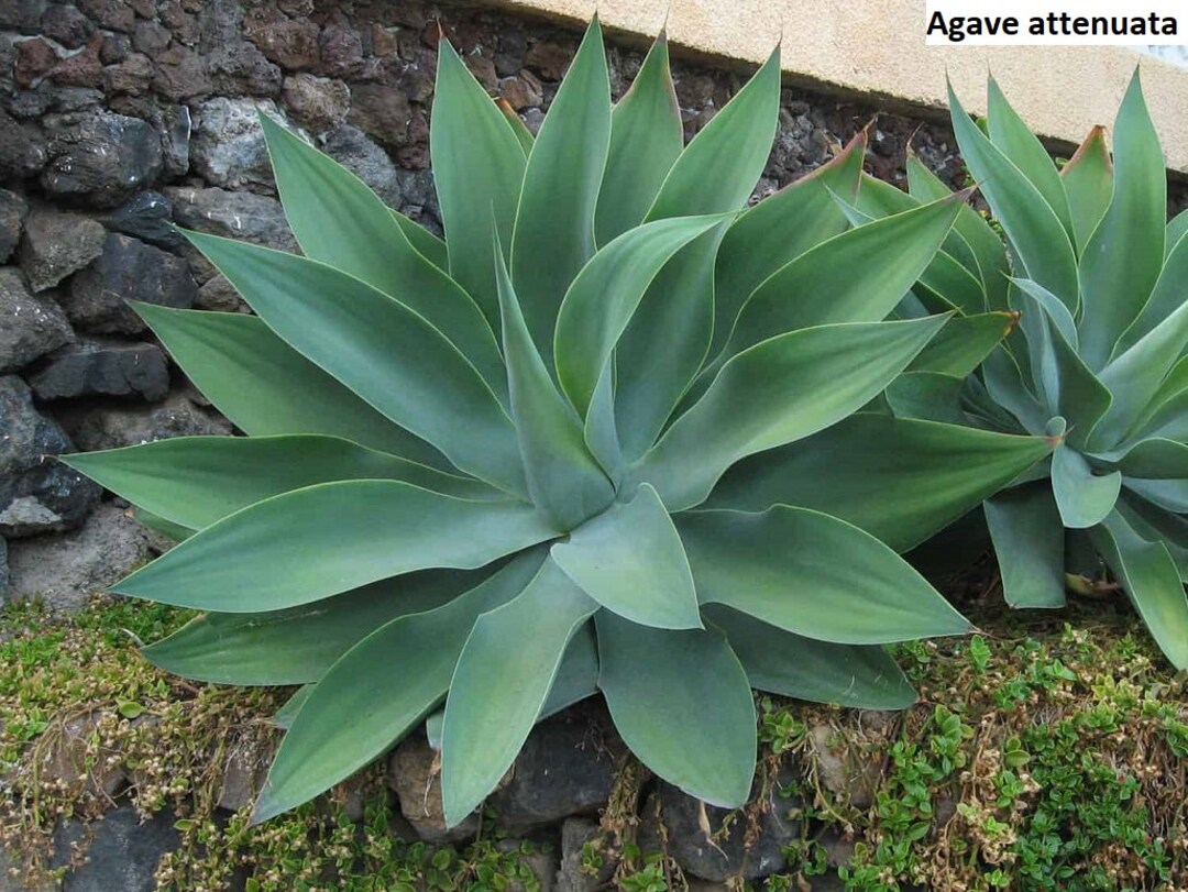 Agave Attenuata / 10 Seeds (fox Tail Agave) - Etsy Israel