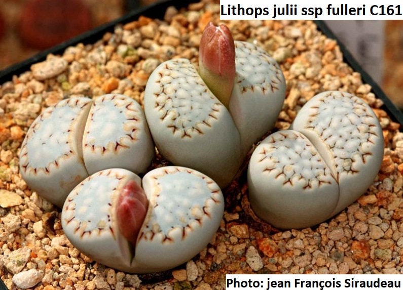 Lithops Julii Ssp Fulleri C161 / 20 Seeds living Stones | Etsy