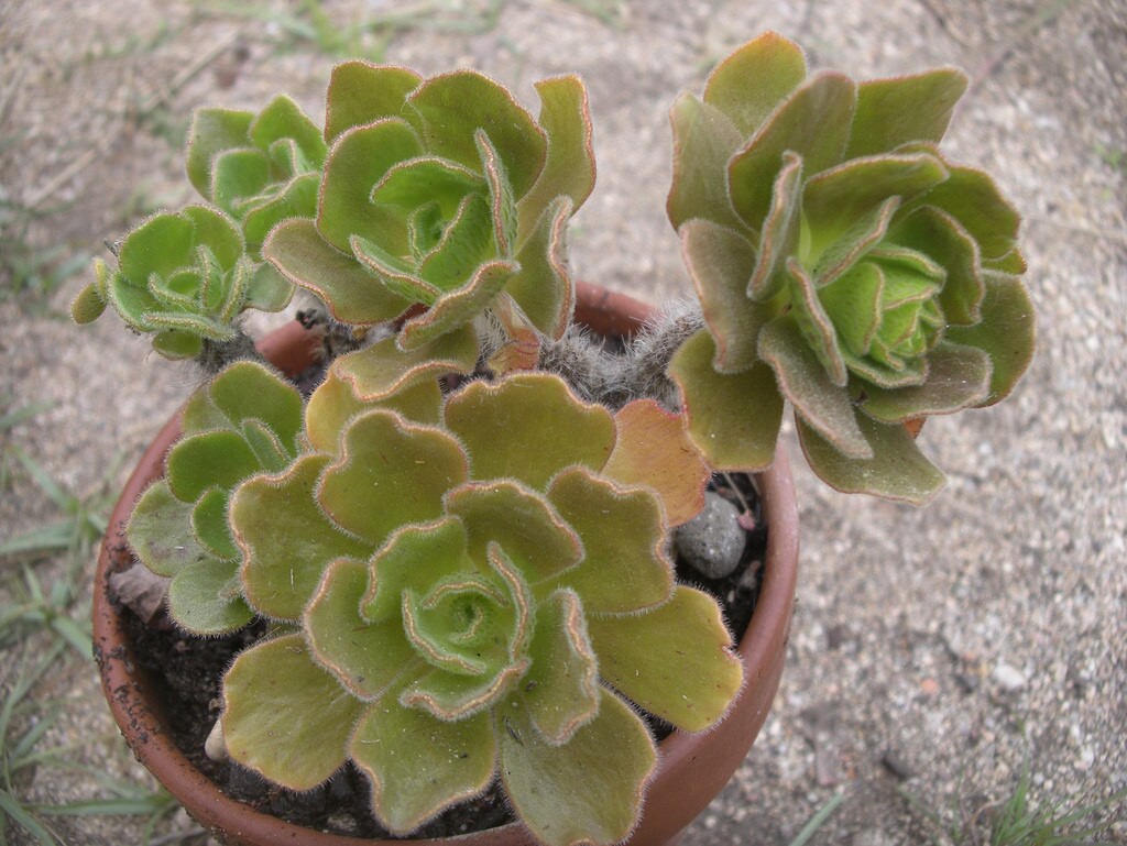 Aeonium Smithii / 20 Seeds - Etsy UK