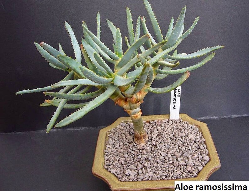 Aloe Ramosissima maiden's Quiver Tree / 5 Seeds | Etsy Canada