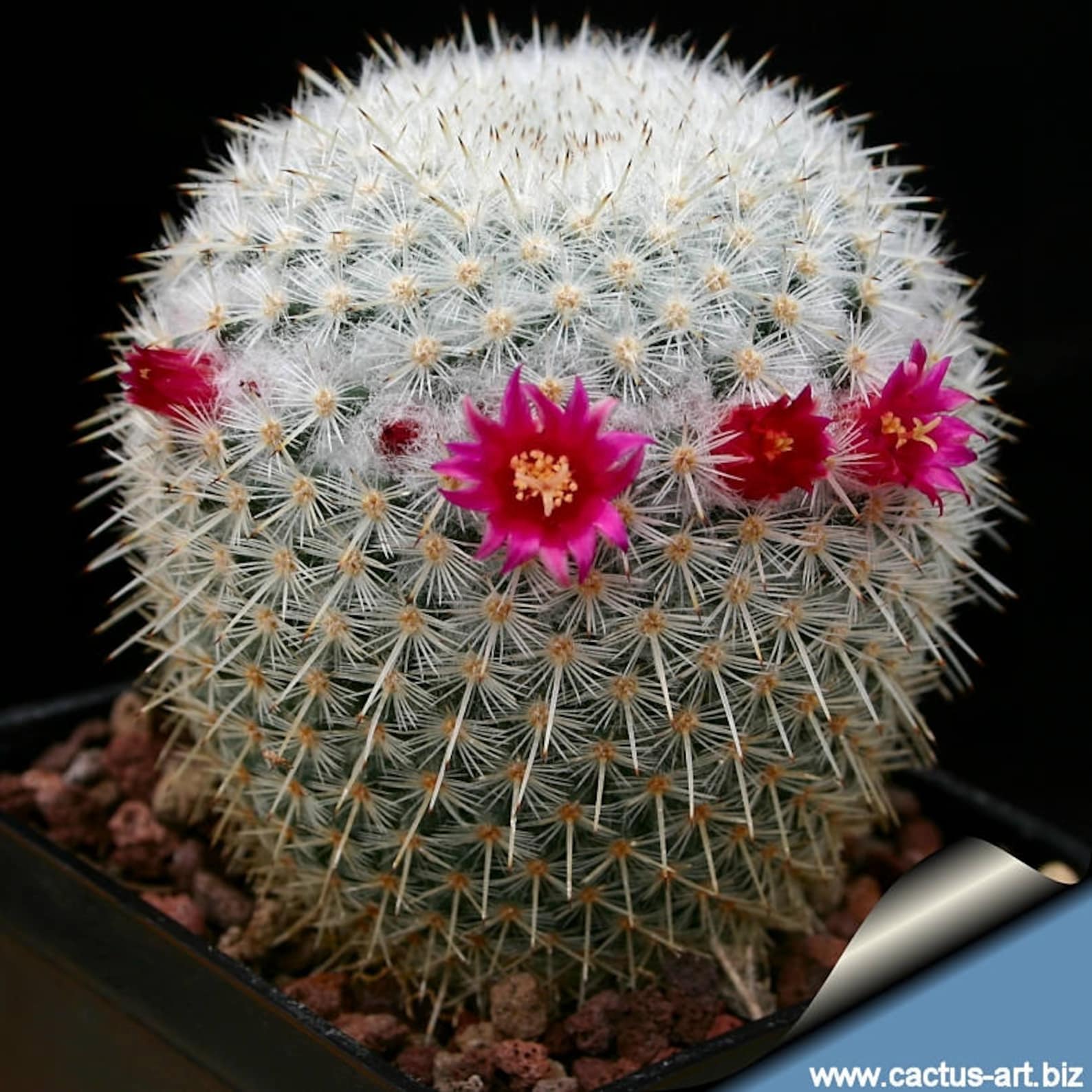 Mammillaria Hahniana 10 Semillas Old Lady Cactus Etsy México