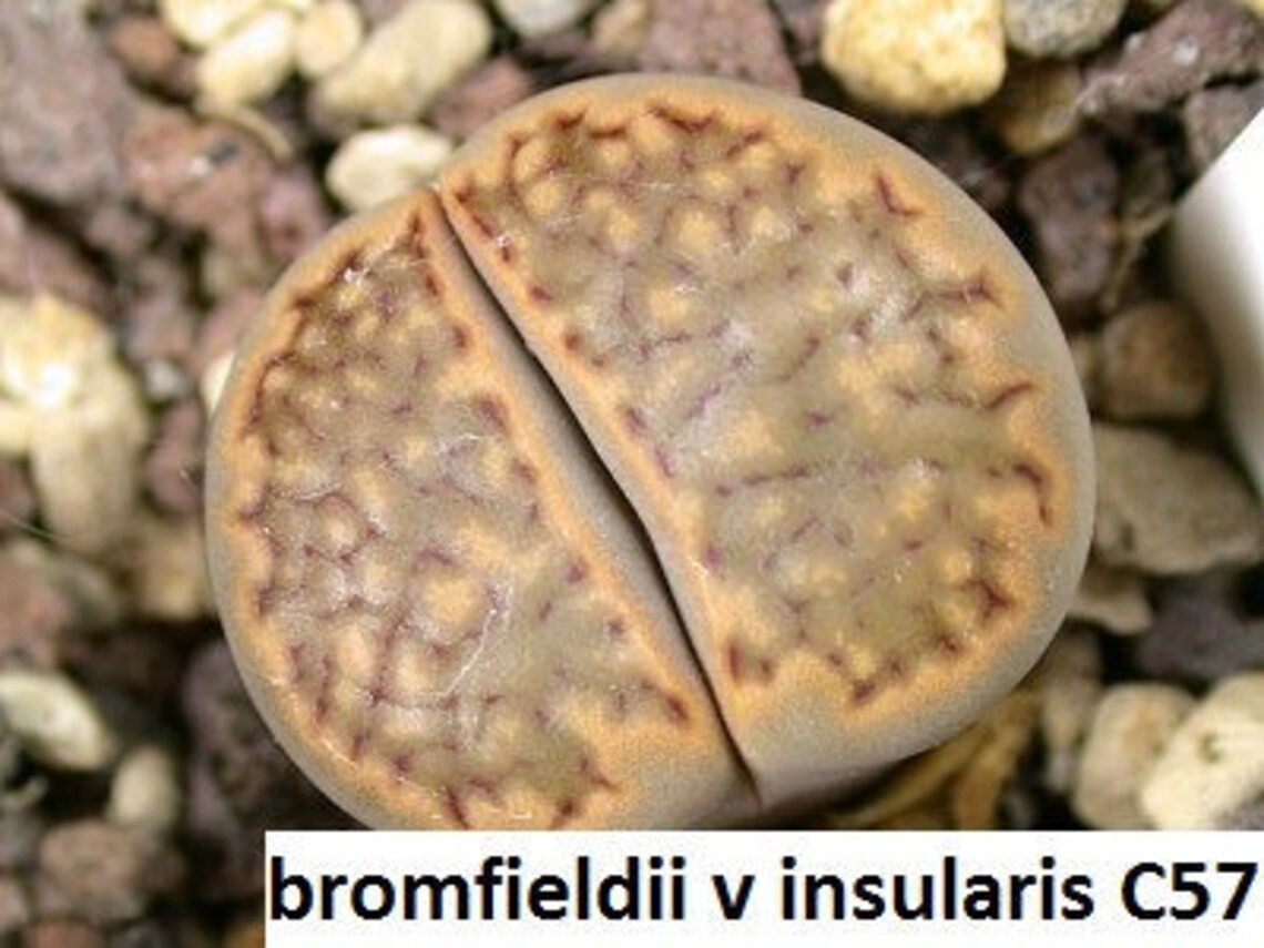 Lithops Bromfieldii Mix / Living Stones / 20 Seeds | Etsy