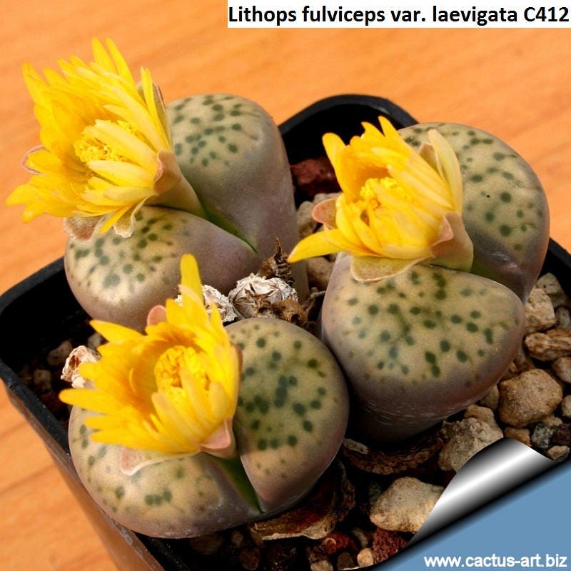 Lithops Fulviceps Var. Laevigata RARE / 20 Seeds living - Etsy Australia