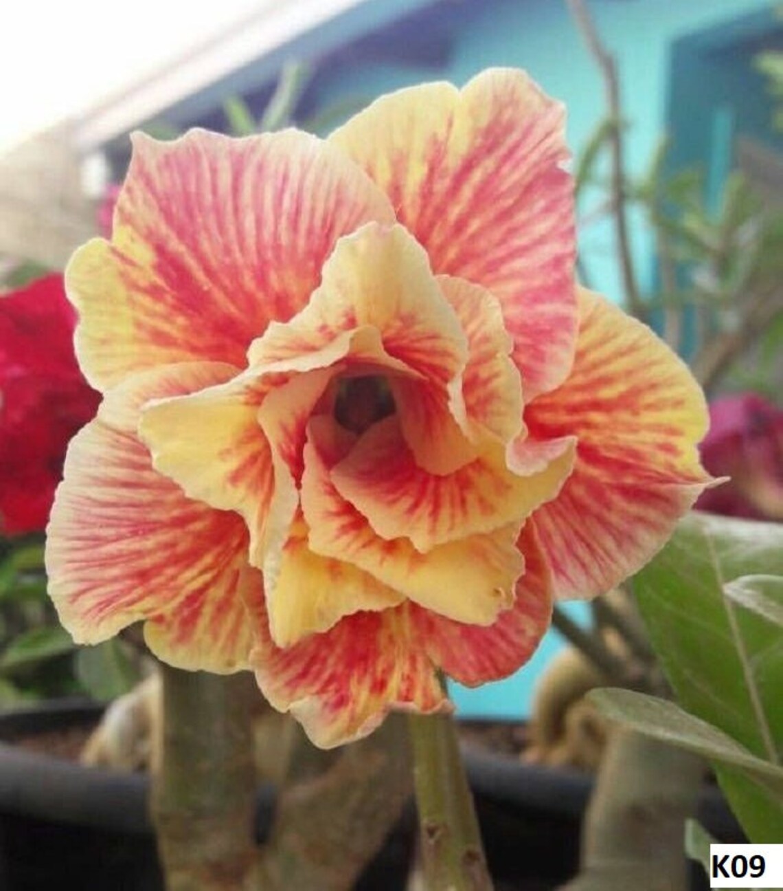 Adenium Obesum 'K09' Yellow & Red Double-petal desert - Etsy