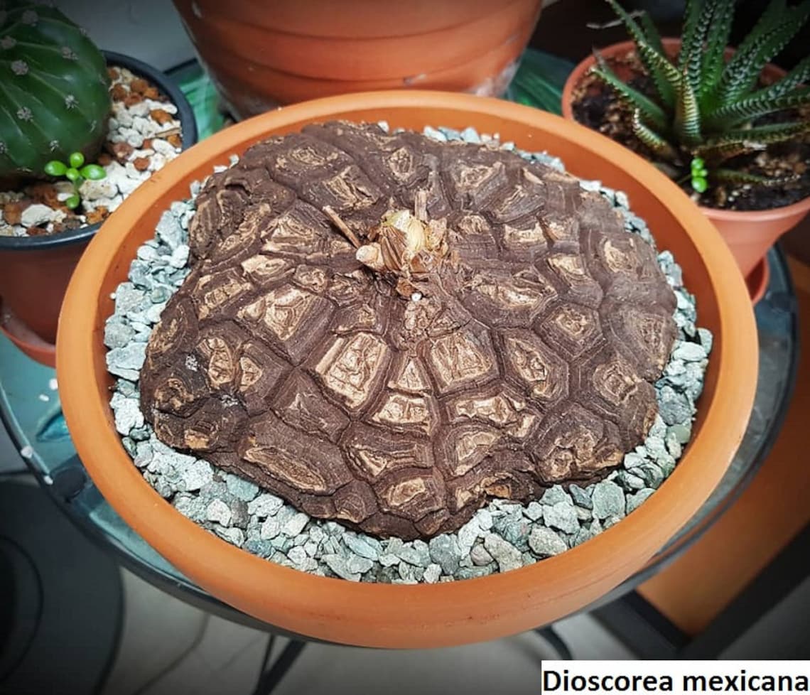 Dioscorea Mexicana / 5 Seeds tortoise Plant Mexican Yam - Etsy