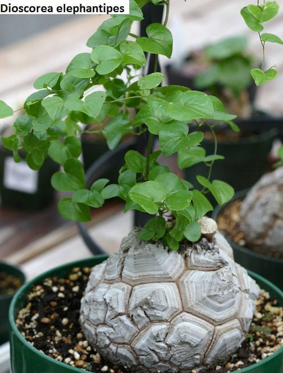 Dioscorea elephantipes / 5 seeds Elephant's foot Turtle | Etsy