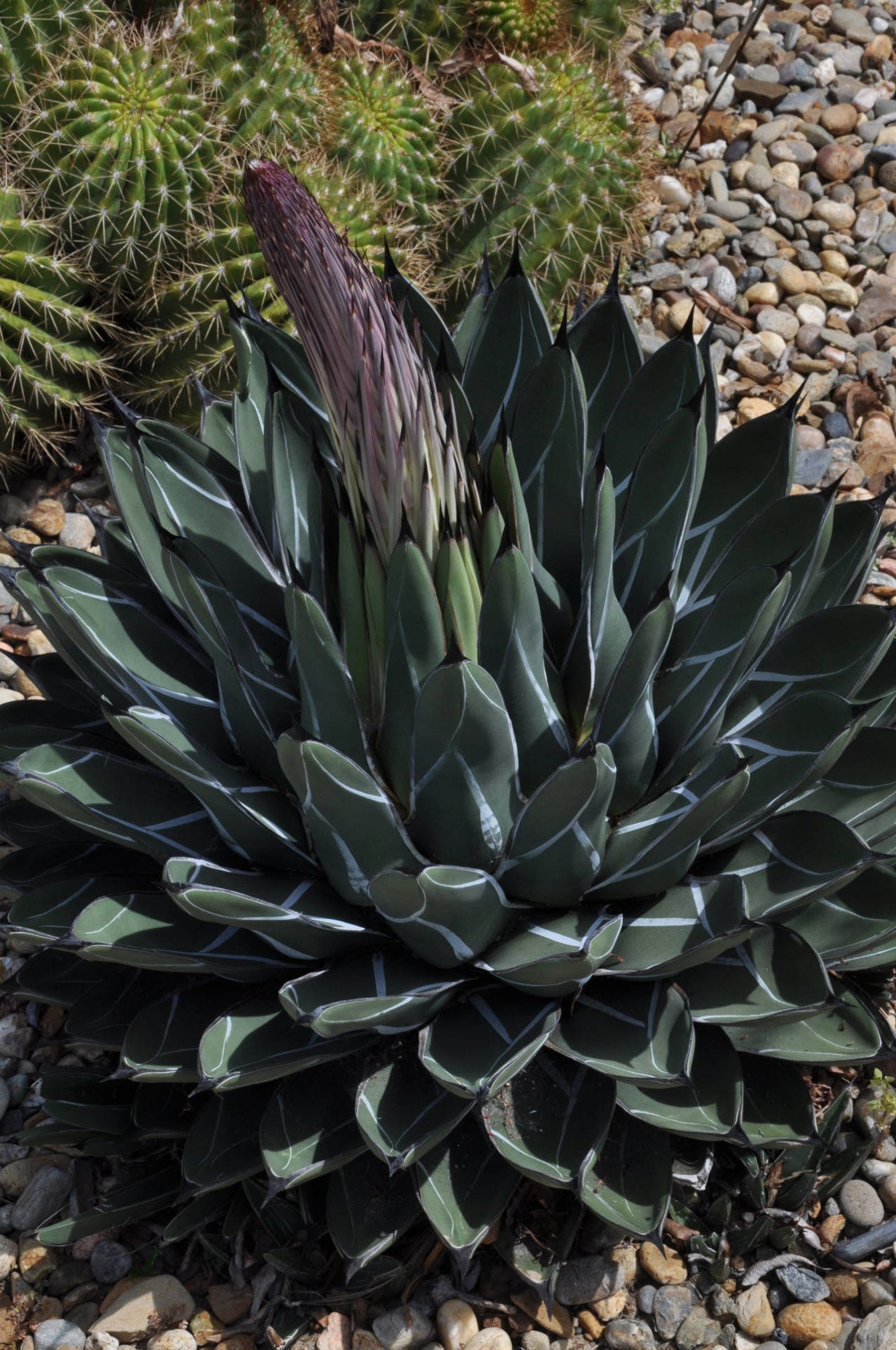 Agave ferdinandi-regis King of the Agaves / 10 seeds | Etsy
