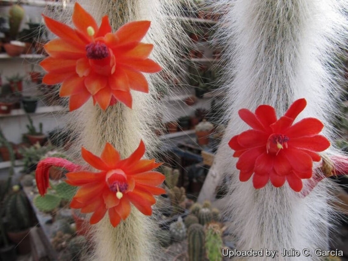 Hildewintera Colademononis monkey Tail Cactus / 10 Seeds - Etsy Sweden