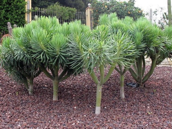 Senecio kleinia / Kleinia neriifolia / 5 seeds | Etsy