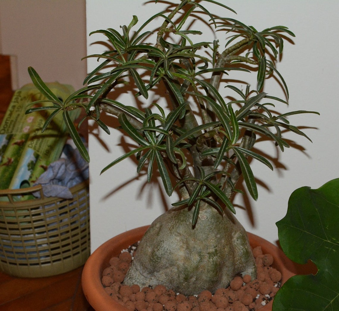 Adenium Somalense 'nova Tanzania' / 5 Seeds - Etsy