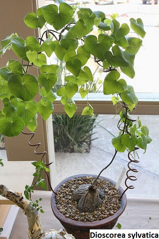 Dioscorea Sylvatica / 5 Seeds elephant's Foot Wild Yam - Etsy Australia