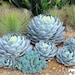 Agave Parryi (very Cold Hardy) / 10 Seeds (parry’s Agave, Mescal Agave ...
