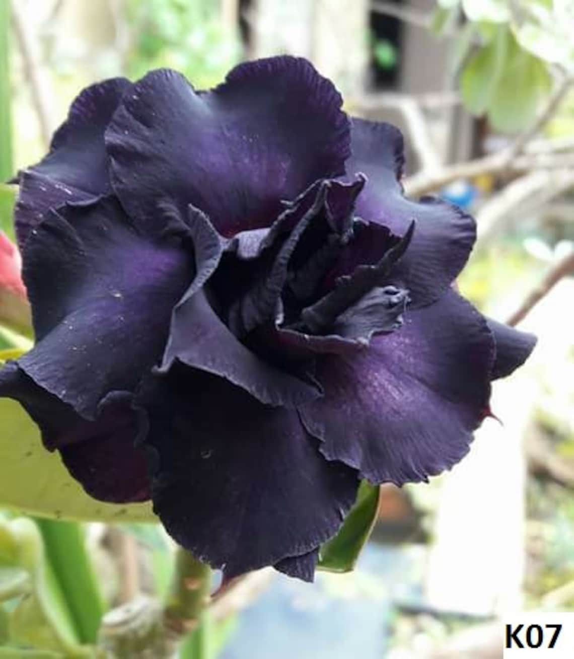 Adenium Obesum 'K07' Black Double-petal desert Rose | Etsy