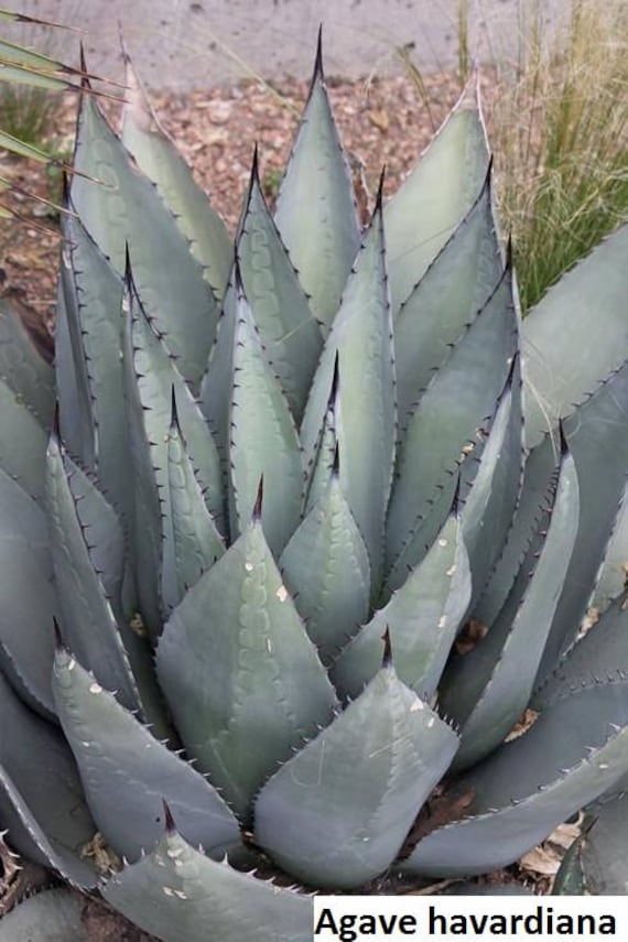 Agave Havardiana very Cold Hardy / 10 Seeds - Etsy Canada