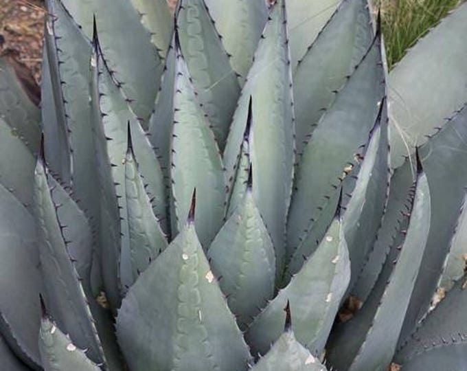 Agave Havardiana very Cold Hardy / 10 Seeds | Etsy