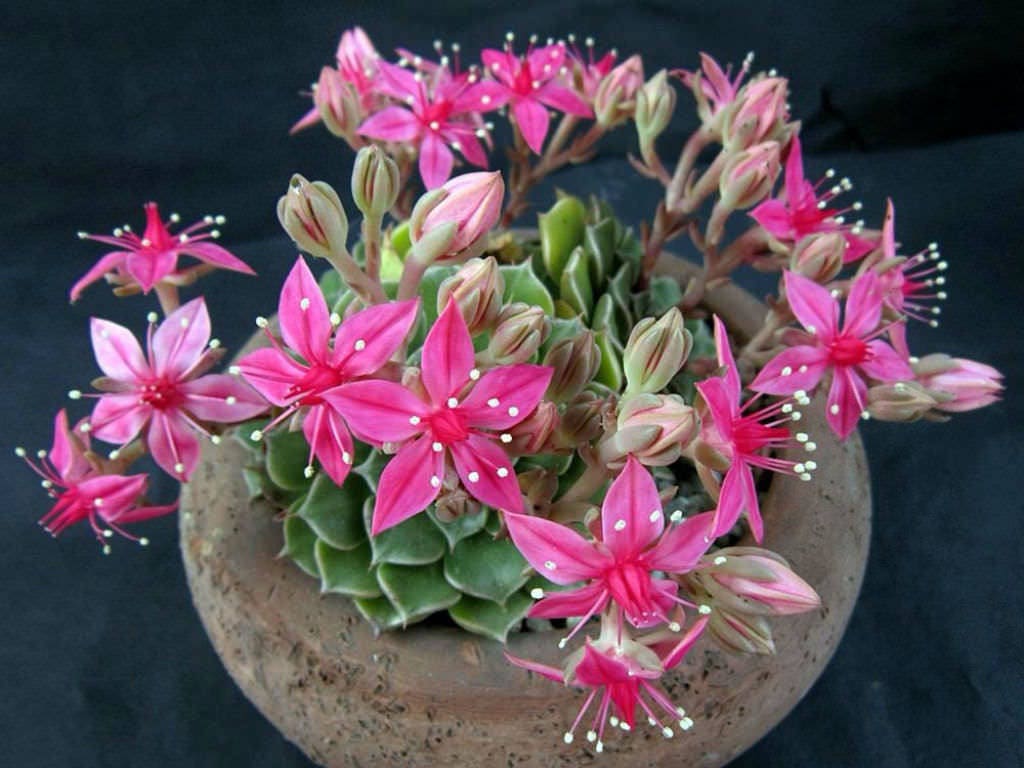 Graptopetalum Bellum tacitus Bellus / 20 Seeds chihuahua - Etsy Australia