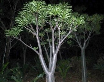 Madagascar Palm Seeds | Etsy