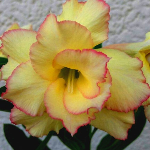 Adenium Obesum 'K08' Yellow & Red Double-petal desert - Etsy