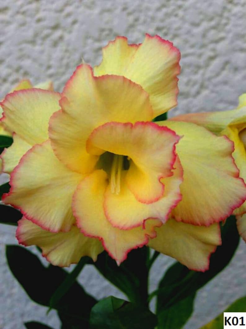 Adenium Obesum 'K01' Yellow W Red Edges Double-petal | Etsy
