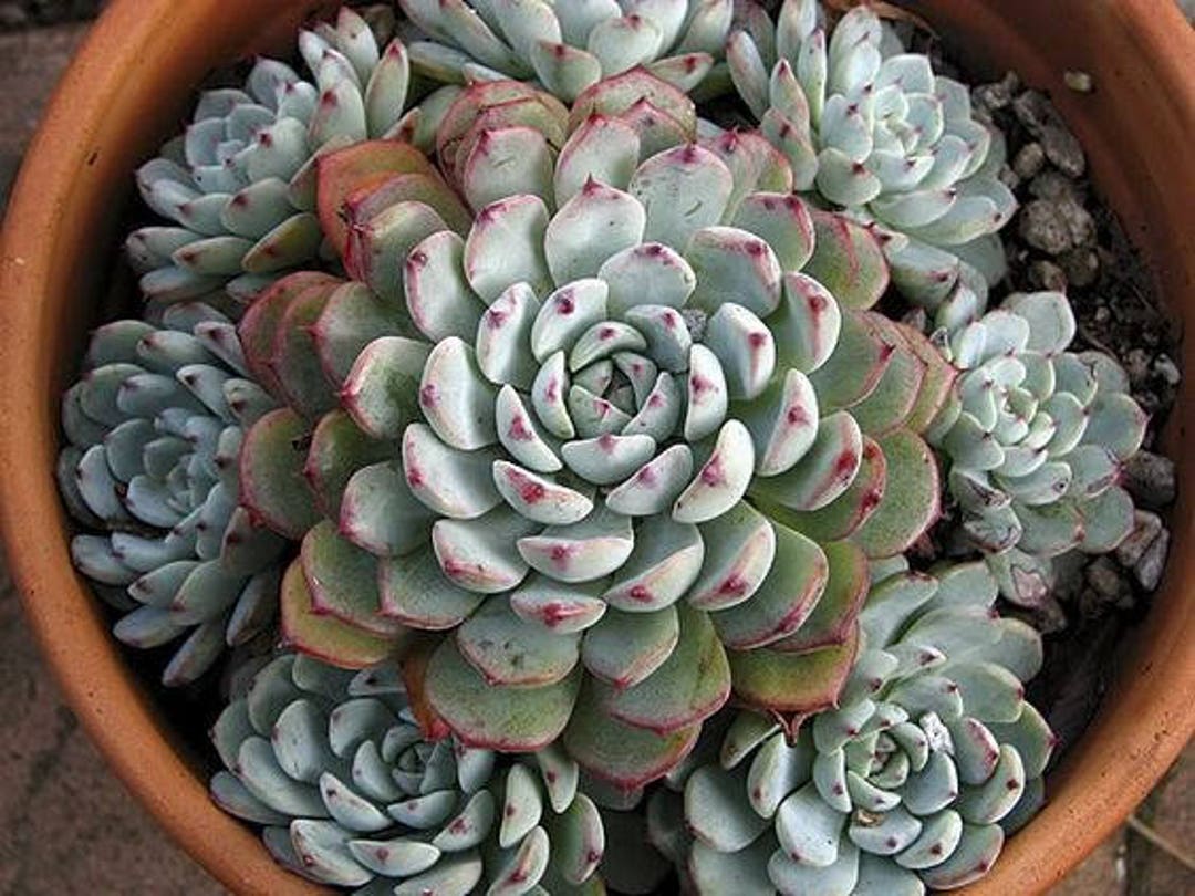 Echeveria amoena [RARO] / 20 sementes - Etsy Portugal