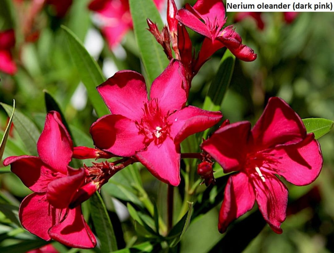 Nerium Oleander (dark Pink) / 10 Seeds (rosebay) - Etsy Canada