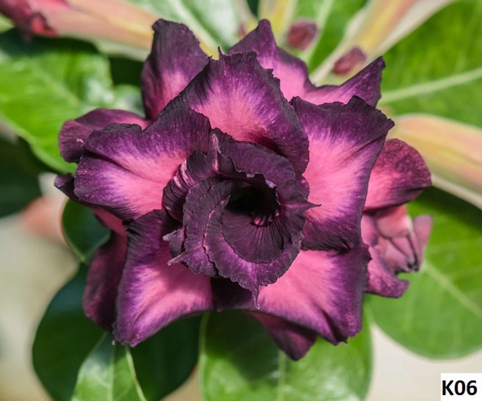 Adenium Obesum 'K06' Purple Double-petal desert Rose - Etsy Australia