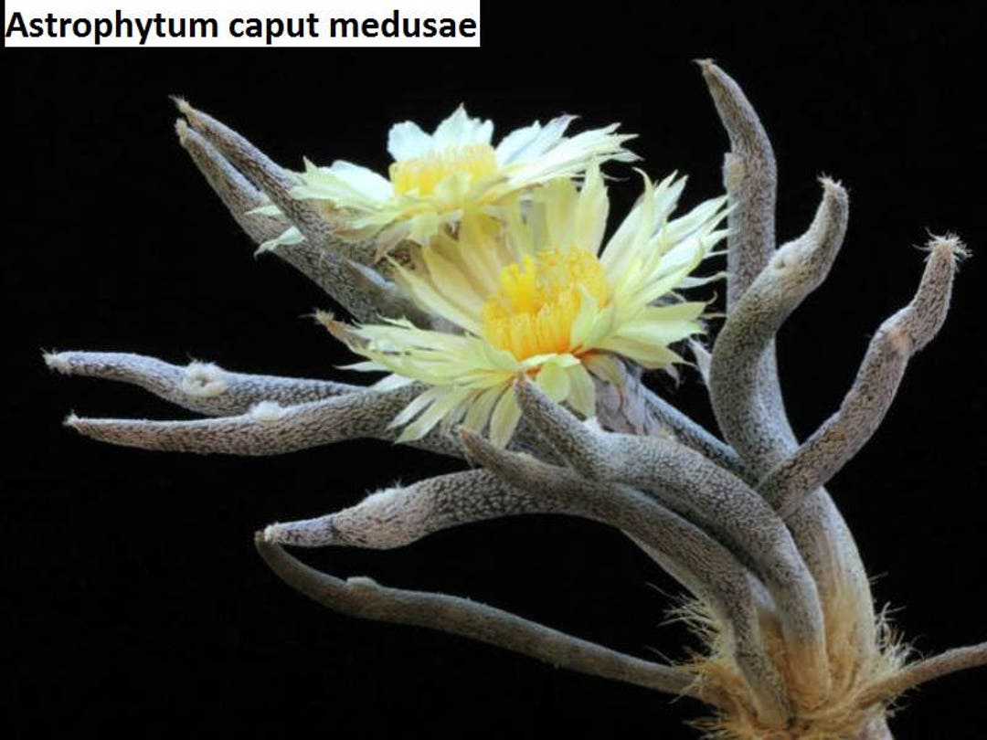 Astrophytum Caput-medusae [RARE] / 5 Seeds - Etsy Canada