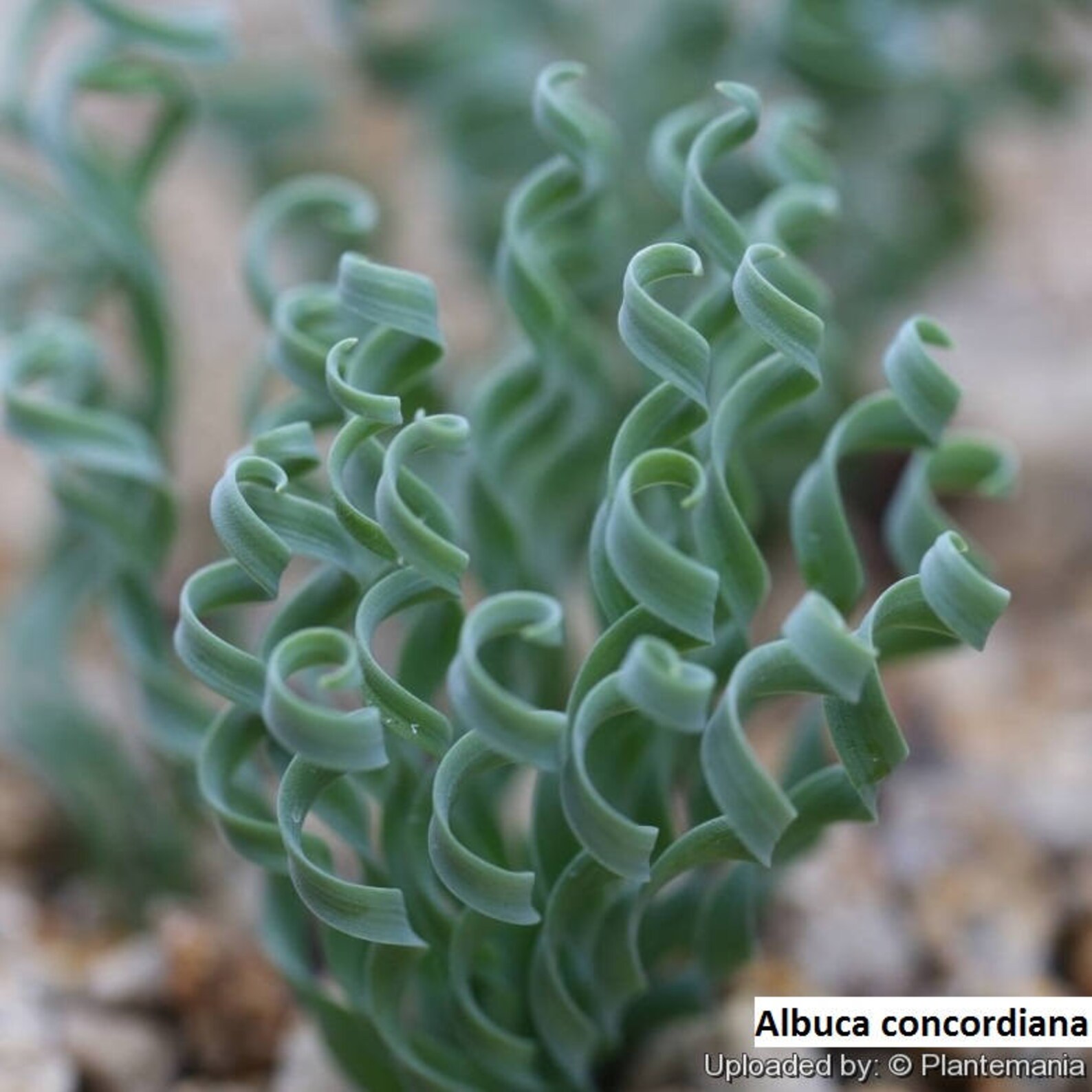 Albuca Concordiana [RARE] (similar to Albuca Spiralis) / 5 Seeds - Etsy ...
