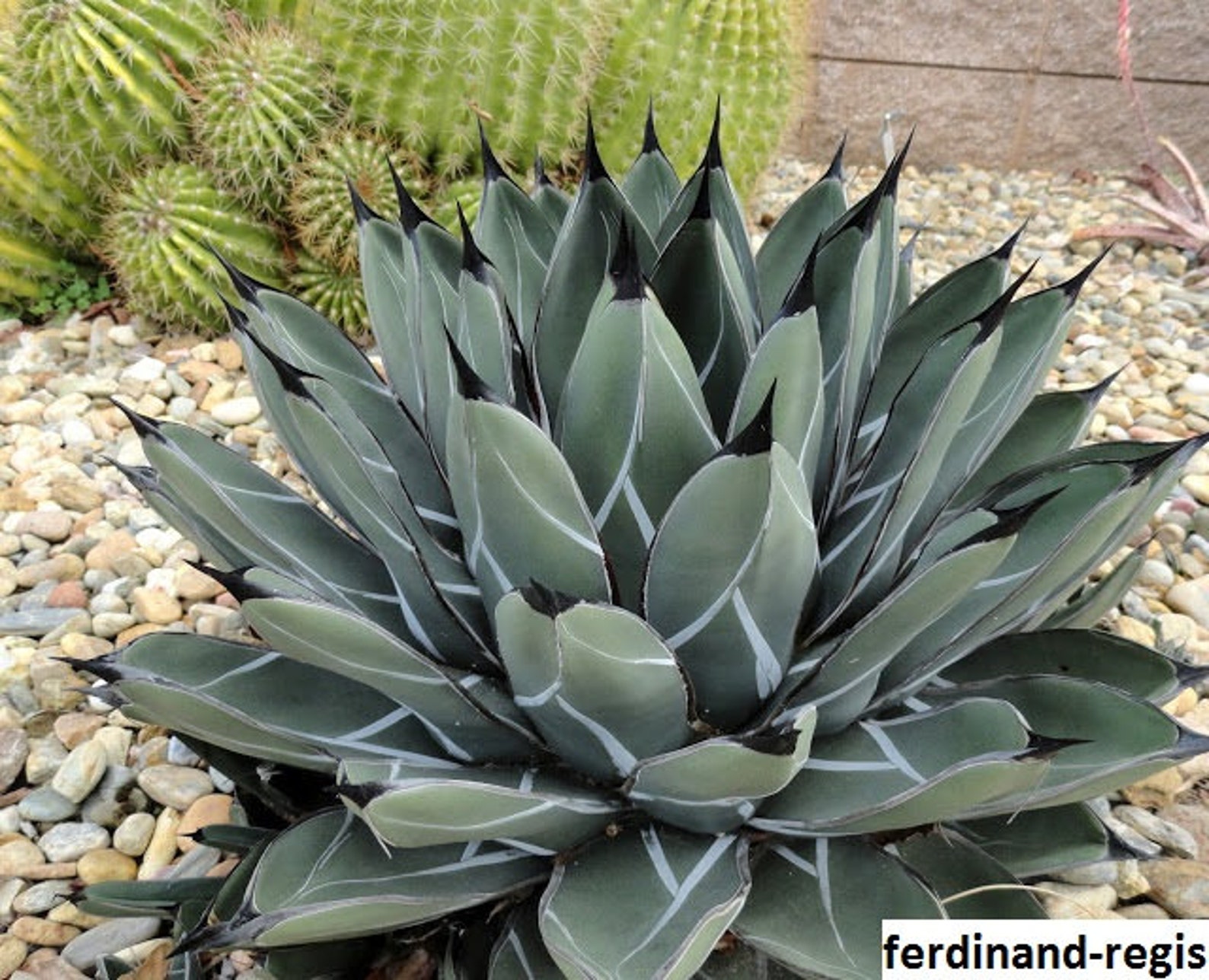 Agave ferdinandi-regis King of the Agaves / 10 seeds | Etsy