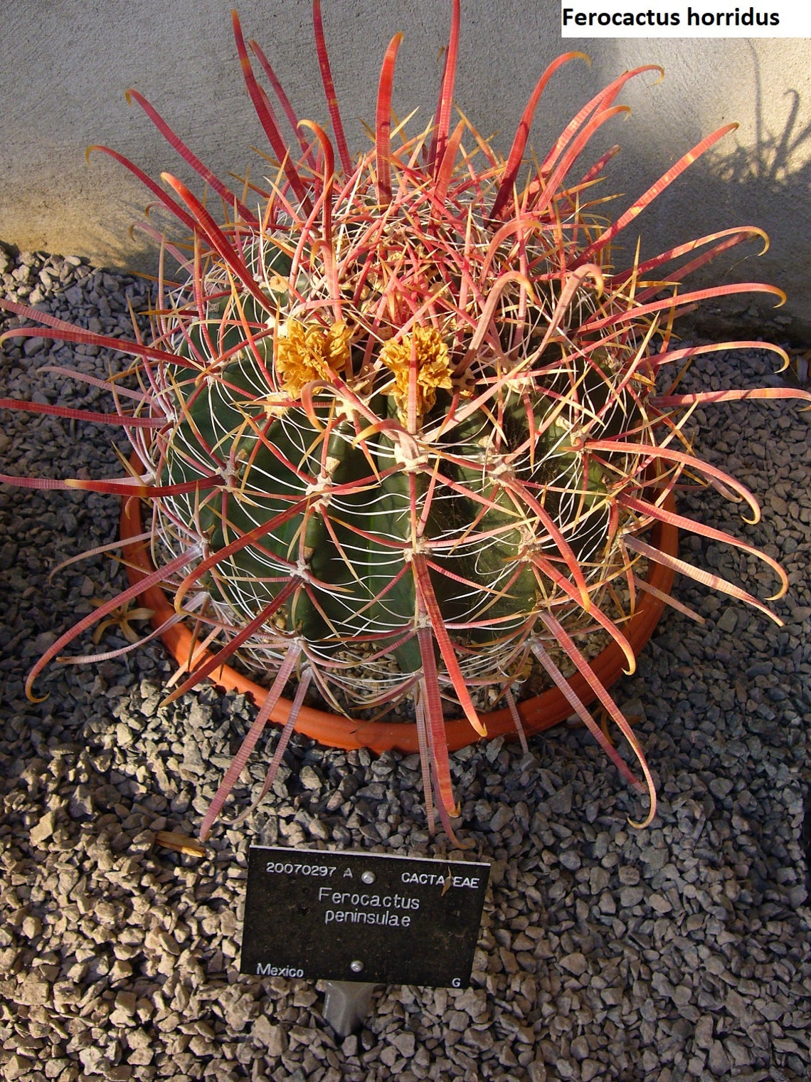 Ferocactus Horridus / 10 Seeds - Etsy UK