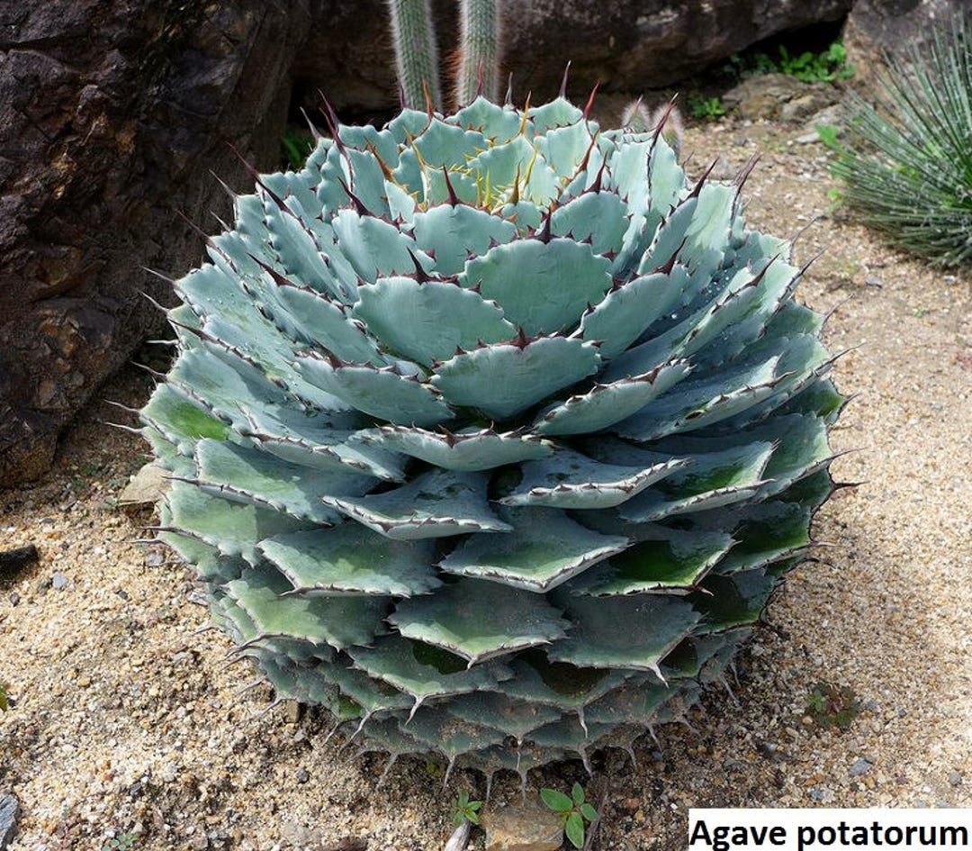 Agave Potatorum butterfly Agave / 10 Seeds - Etsy Denmark