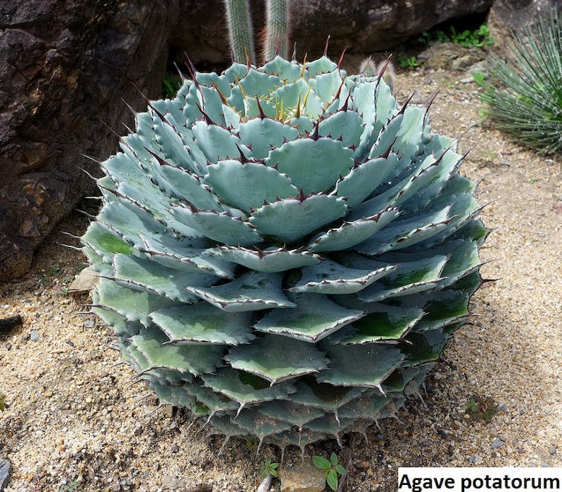 Agave Potatorum butterfly Agave / 10 Seeds - Etsy Denmark