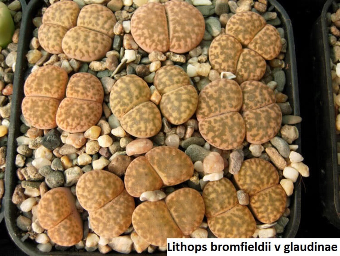 Lithops Bromfieldii Mix / Living Stones / 20 Seeds | Etsy
