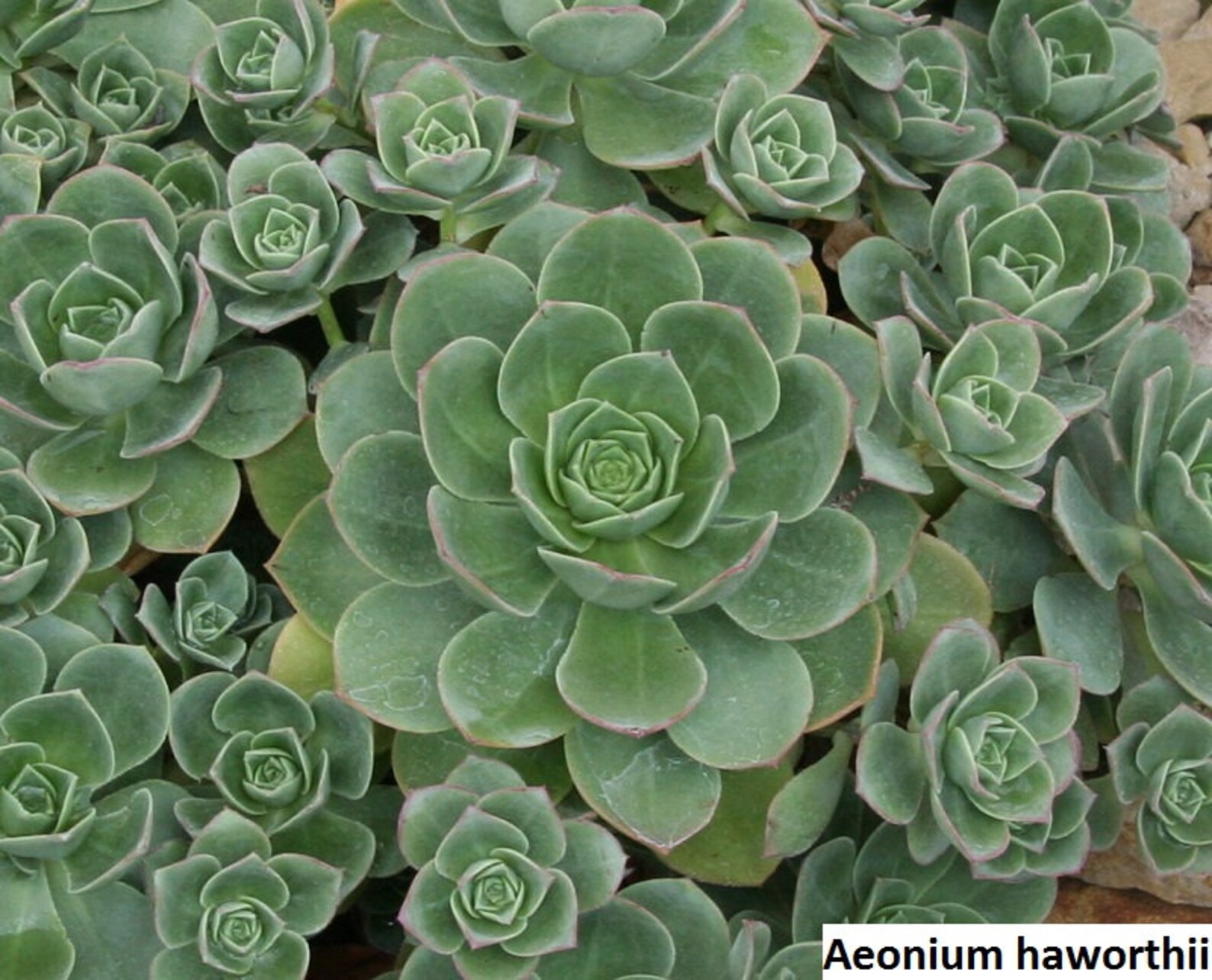 Aeonium Haworthii / 20 Seeds pinwheel | Etsy
