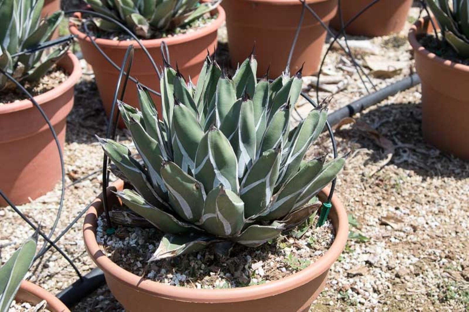 Agave Ferdinandi-regis king of the Agaves / 10 Seeds - Etsy UK